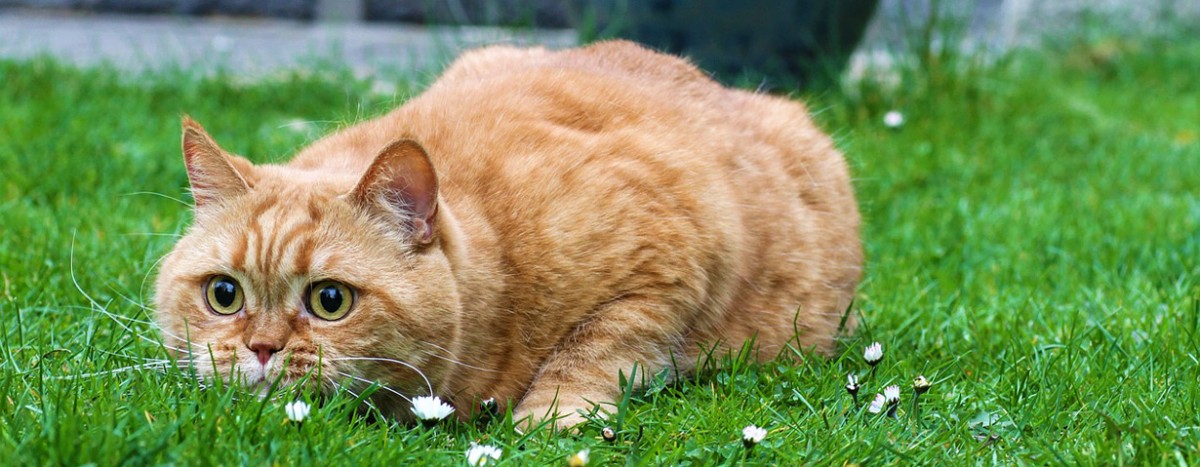 Achtung, Flohzeit! PETA-Expertin gibt Tipps zur Vorbeugung und ... Achtung, Flohzeit! PETA-Expertin gibt Tipps zur Vorbeugung und ...